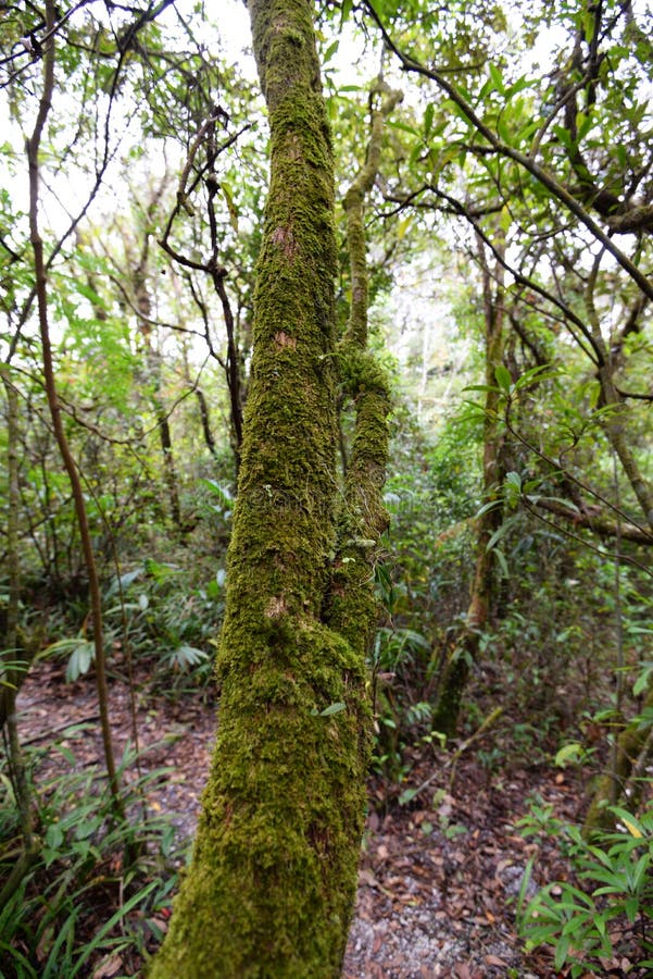 Green mos on the tree stock photo. Image of garden, jungle - 70683798