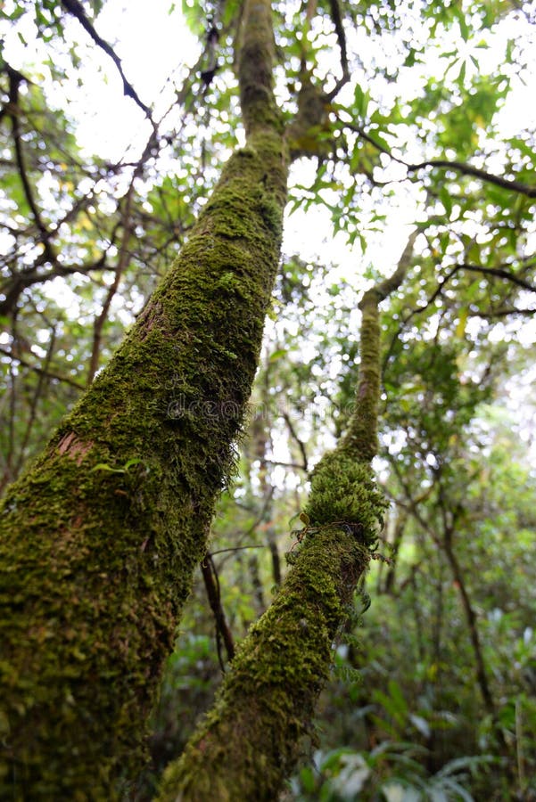 Green mos on the tree stock photo. Image of leafe, rainforest - 70683846