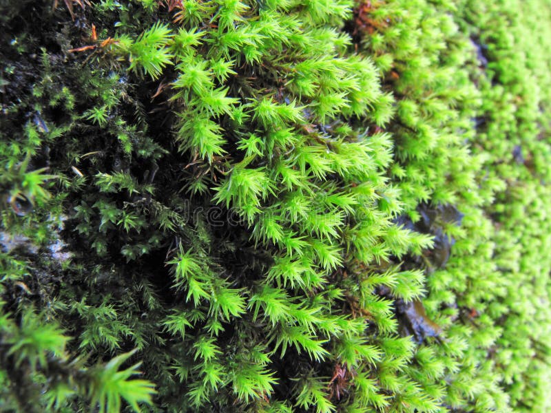 Green moss stock image. Image of ground, carpet, detail - 12768901