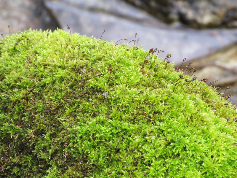 Green moss stock image. Image of environment, wild, detail - 12768945
