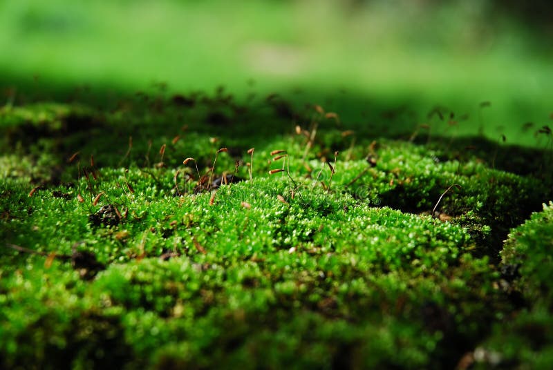 Green moss isolated stock photo. Image of lush, lichen - 83861668