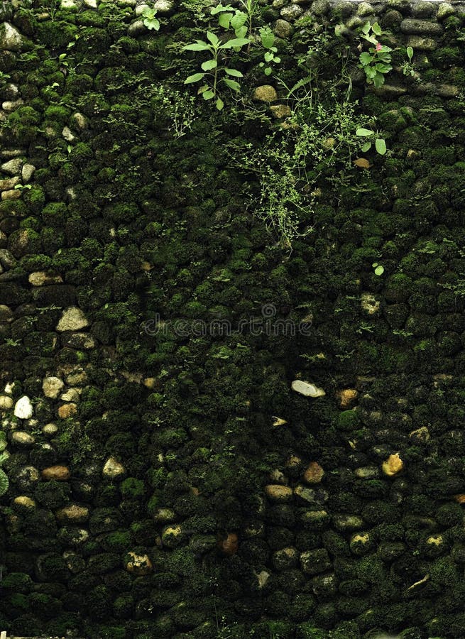 Green moss isolated stock photo. Image of lush, lichen - 83861668