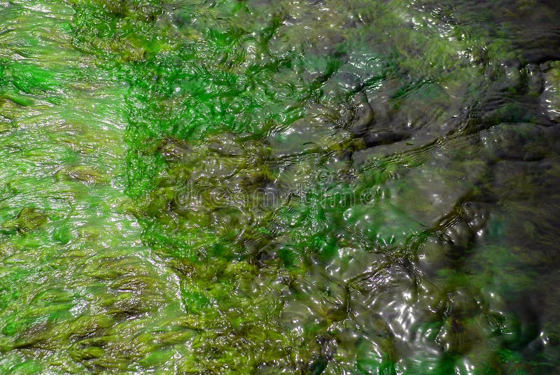 Green moss stock photo. Image of slippery, moss, river - 2428686