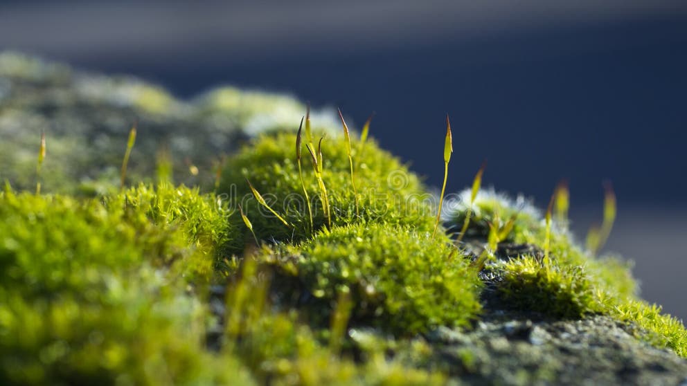 Green moss stock photo. Image of details, phylum, moss - 37793144