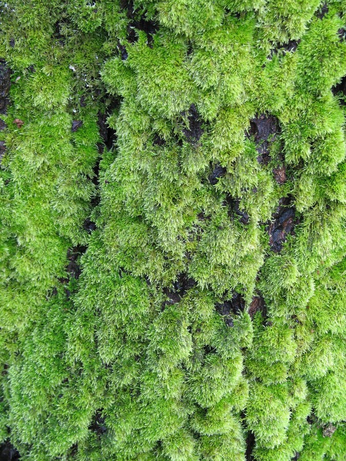 Green moss stock image. Image of shape, horizontal, close - 5771209