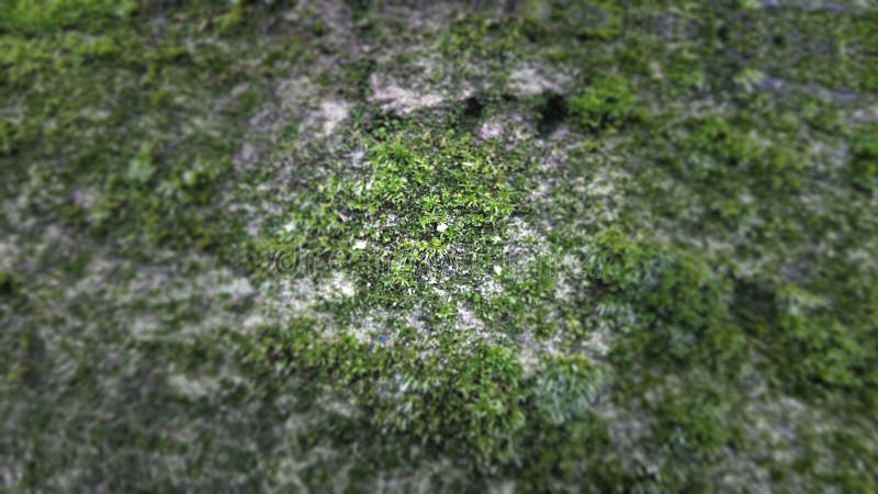 Green Moss Abstract Background Illustrations Stock Illustration ...