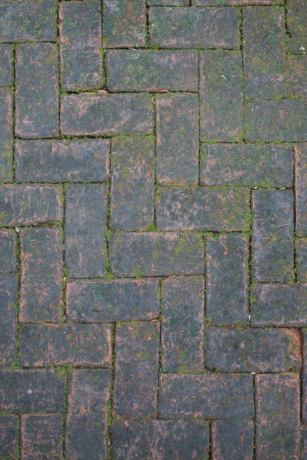 Green Moss and Algae on Red Brick Pathway or Walkway. Top View Stock ...