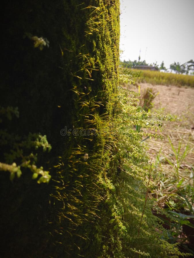 Green Moss Attached To the Edge of the Wall Makes a Beautiful ...