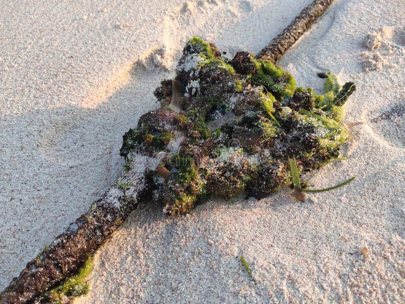 Green Moss Attached To the Rope Stock Photo - Image of rock, geology ...