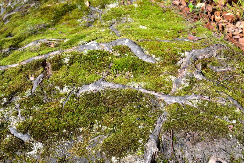 Green Moss in Autumn Forest. Stock Photo - Image of growing, ground ...