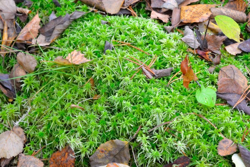 Green Moss in Autumn Forest. Stock Image - Image of green, autumn: 60500581