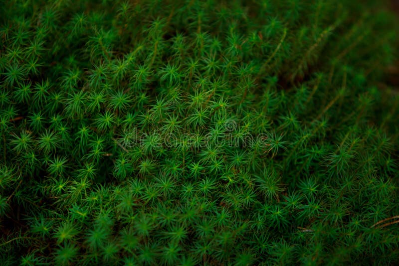 Green moss background stock photo. Image of garden, detail - 260263446