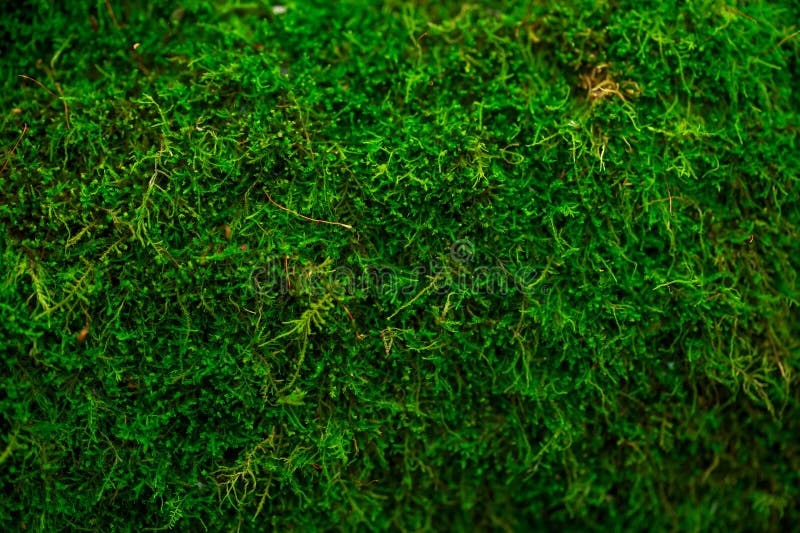 Green moss background stock photo. Image of nature, color - 272695944