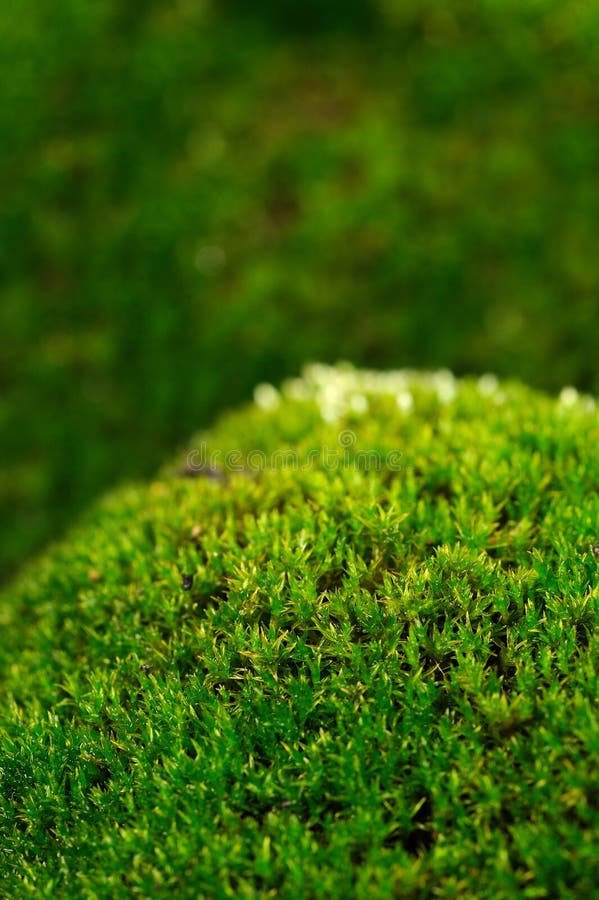 Green Moss Background stock image. Image of patch, detail - 41037293