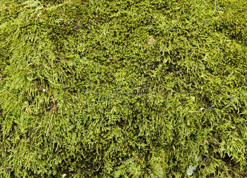 Green moss background stock photo. Image of stone, grass - 39705648