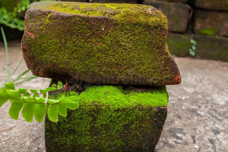 Green Moss Background , Mossy Wall, Moss Brick Wall Stock Photo - Image ...