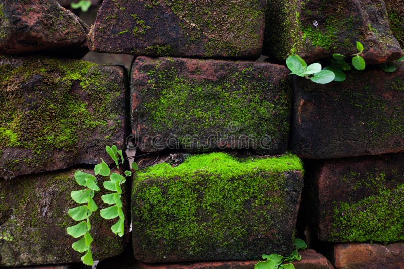 Green Moss Background , Mossy Wall, Moss Brick Wall Stock Photo - Image ...