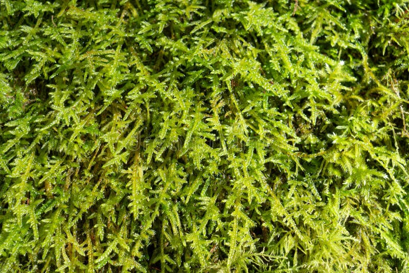 Green moss background stock photo. Image of grow, background - 175105400