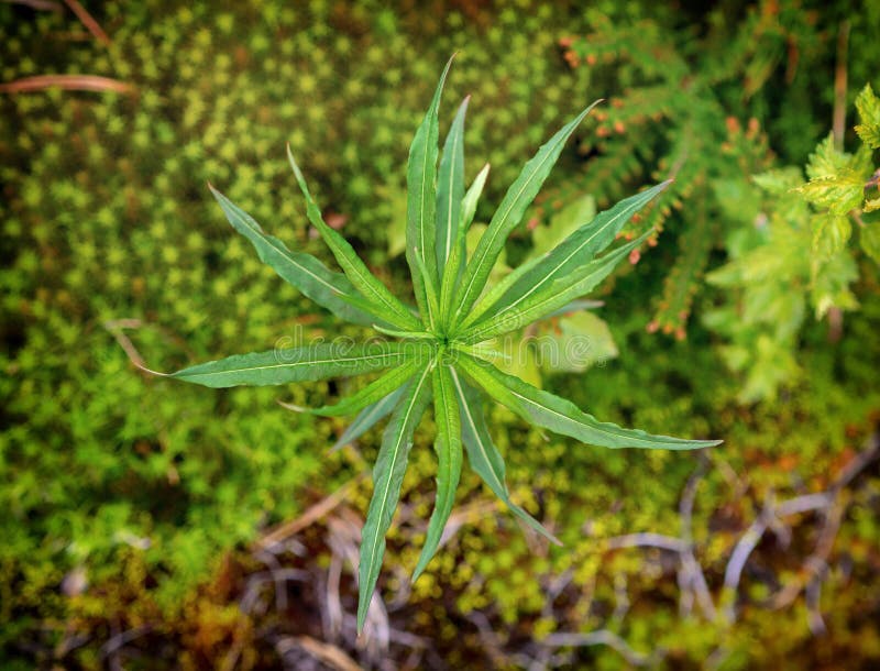 Green Moss Background. Star Moss Close-up Top View Stock Photo - Image ...