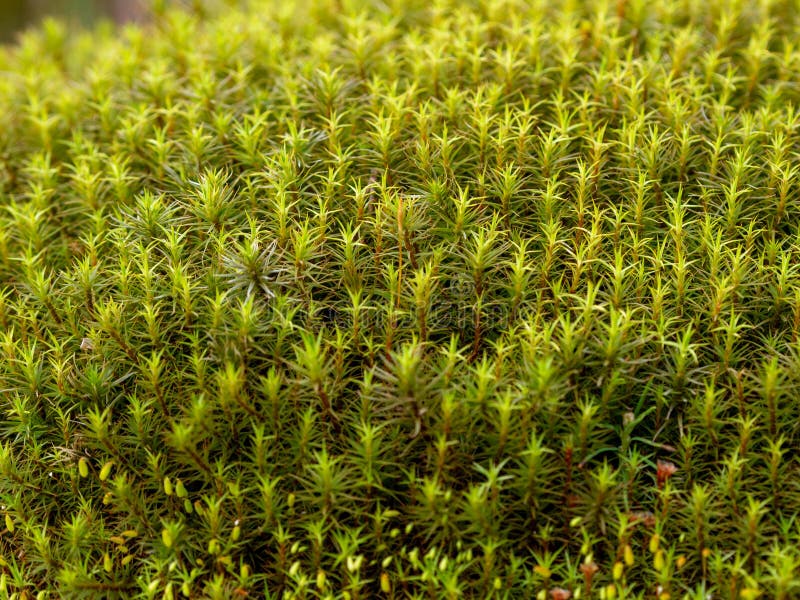 Green Moss Background. Star Moss Close-up Top View Stock Image - Image ...