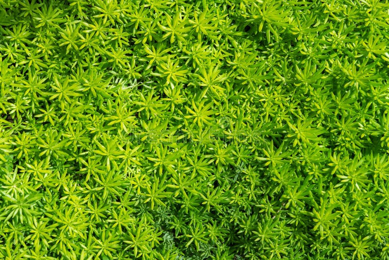 Green Moss Background . Star Moss POLYTRICHUM COMMUNE Top View Stock ...