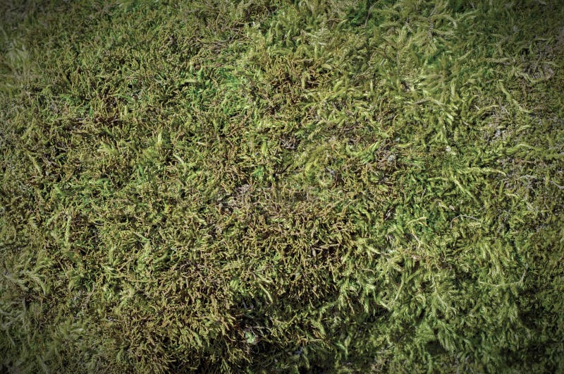 Green Moss Background Texture Stock Image - Image of contrast, detail ...
