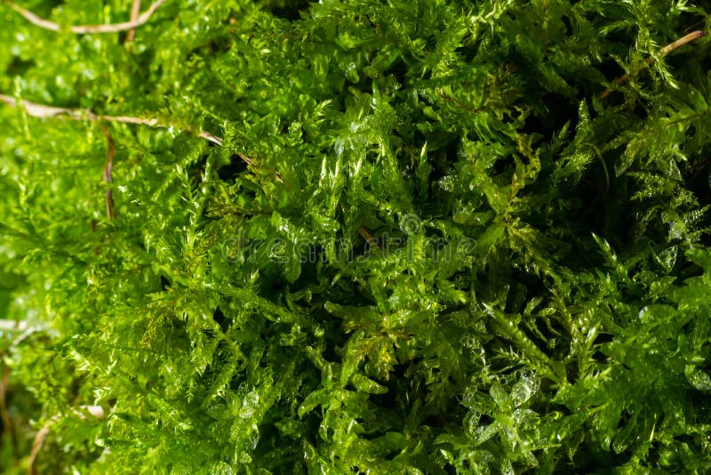 Green Moss Background Texture Beautiful in Nature Stock Image - Image ...