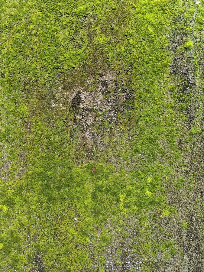 Green Moss Background Texture Beautiful in Nature Stock Photo - Image ...