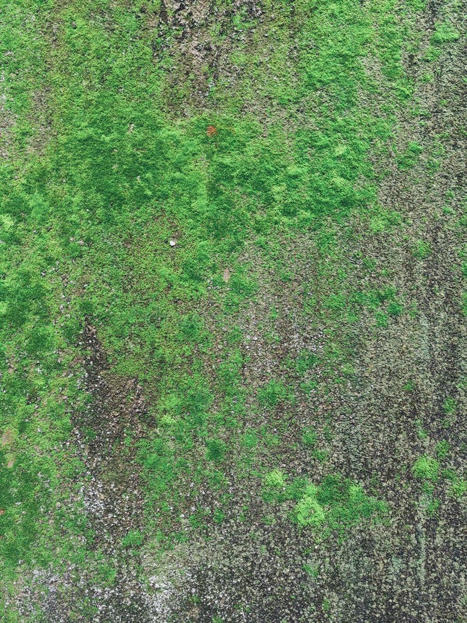 Green Moss Background Texture Beautiful in Nature Stock Photo - Image ...