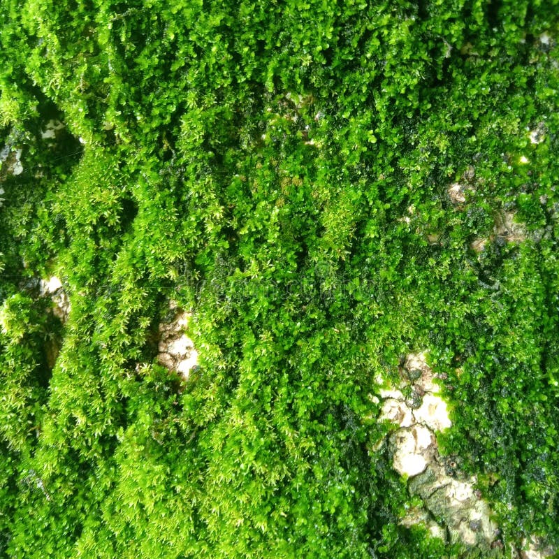 Green Moss, Background and Texture Stock Image - Image of background ...