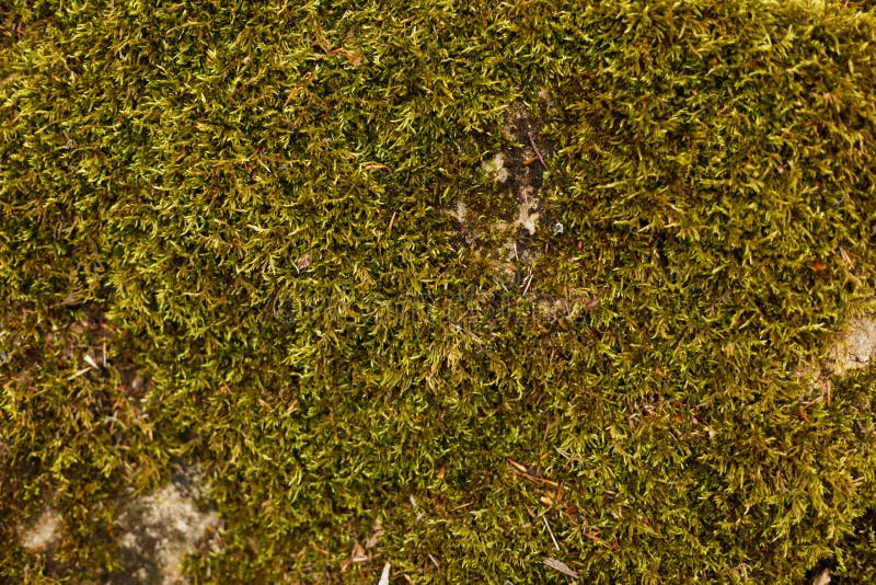 Wetland Texture Seamless Stock Photos - Free & Royalty-Free Stock ...