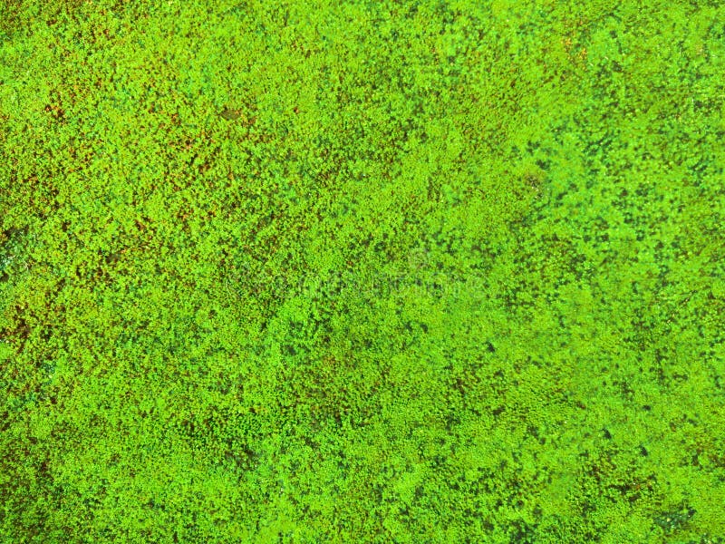 Green Moss Background, Top View Stock Image - Image of environment ...