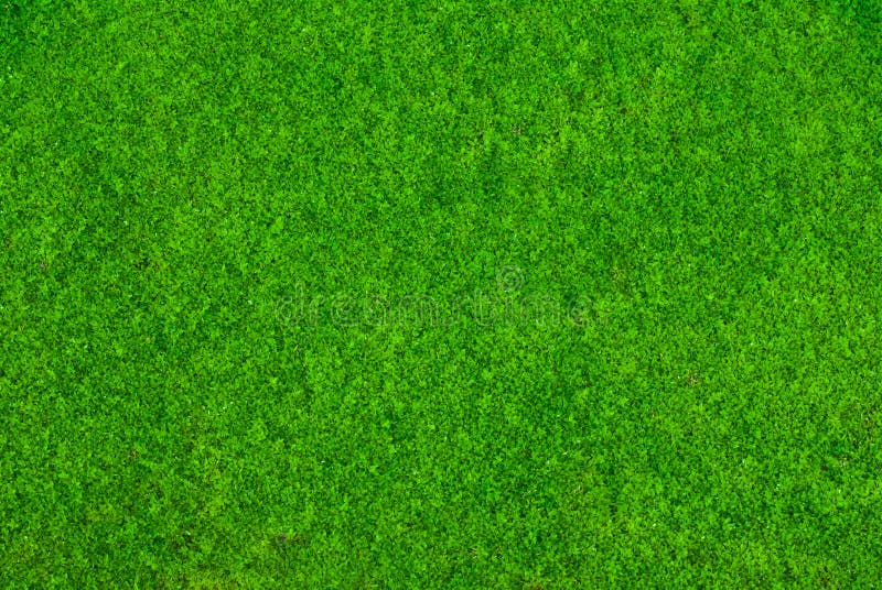 Green moss background stock image. Image of detail, plant - 35894559