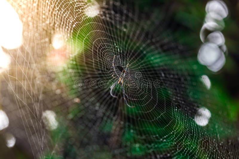 Spider web with dew drops stock photo. Image of geometry - 2336702