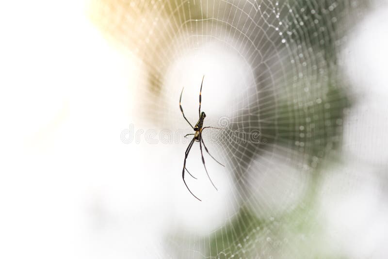 Spider web with dew drops stock photo. Image of geometry - 2336702