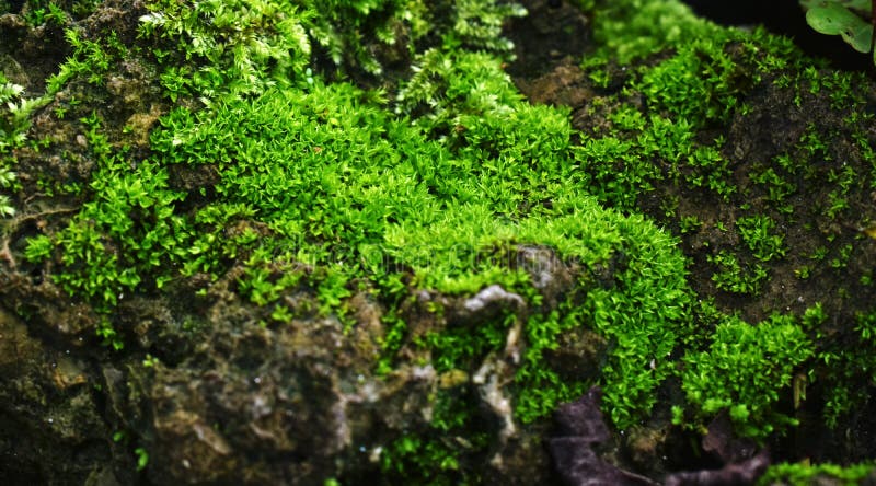 The Green Moss in the Backyard is so Natural, Stock Photo - Image of ...