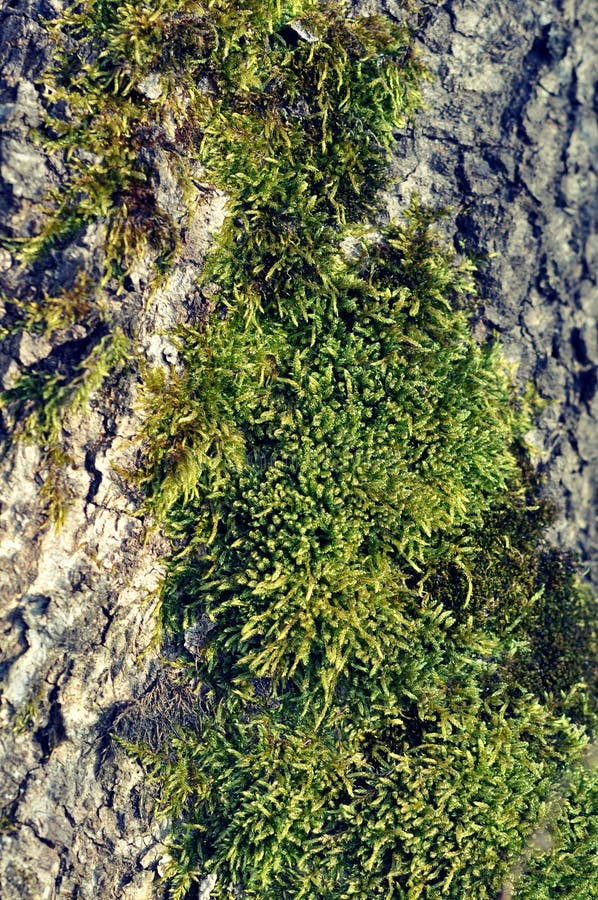 Green moss on bark tree stock image. Image of uncultivated - 38673701