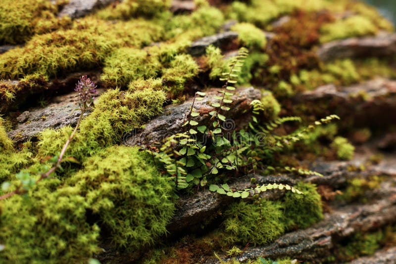Green Moss and Beautiful Plant Growing on Rock in Forest Stock Photo ...