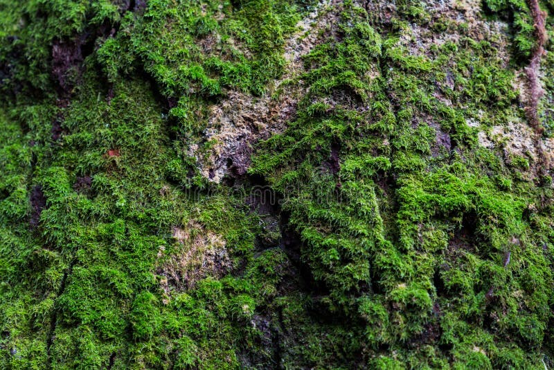 Green Moss on a Big Tree in the Deep Forest. Stock Photo - Image of ...