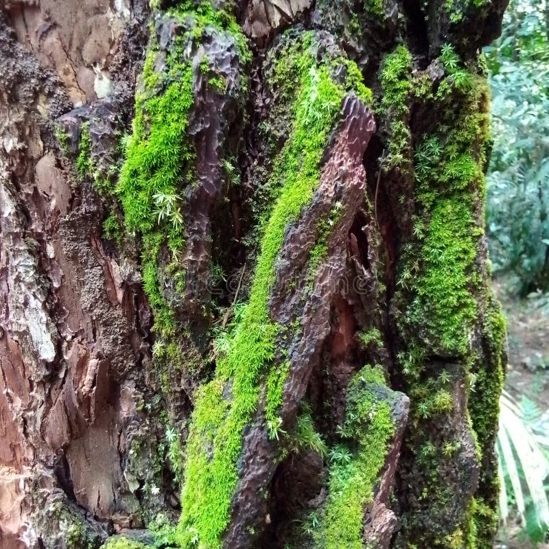Green moss on big tree stock image. Image of tree, tropical - 270421859