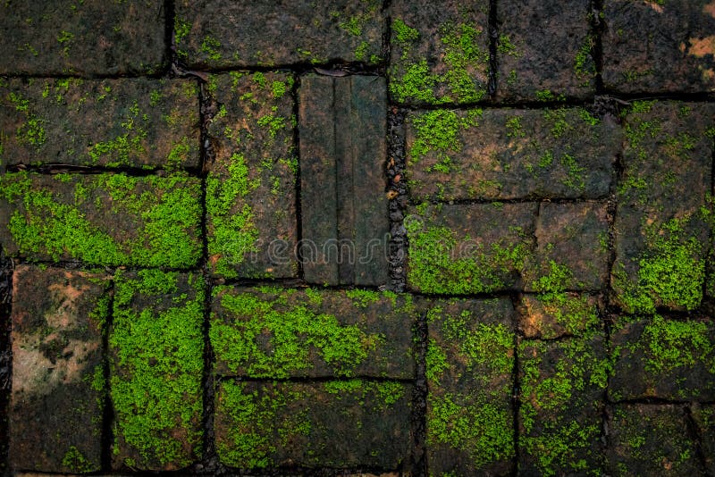 Green Moss and Brick Background Texture Beautiful in Nature. Floors ...