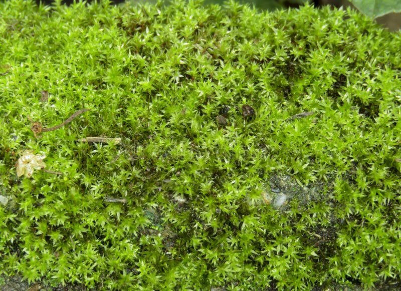 Green moss stock image. Image of plant, stone, lichen - 100765315