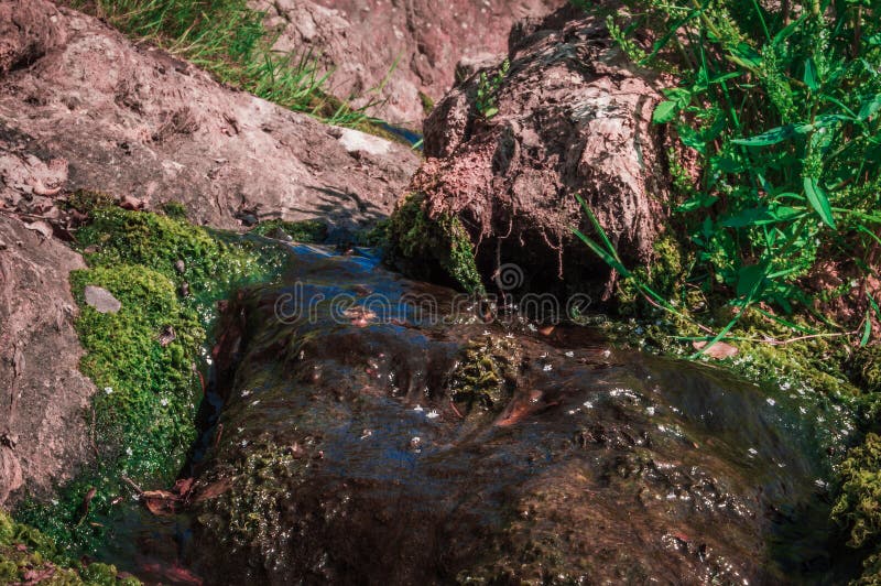 Moss and Slime by the River Close-up Stock Image - Image of plant ...