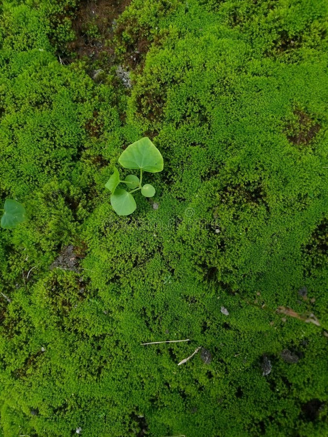 Green Moss & X28;Bryophytes& X29; Spreading on Cold Soil. Stock Image ...