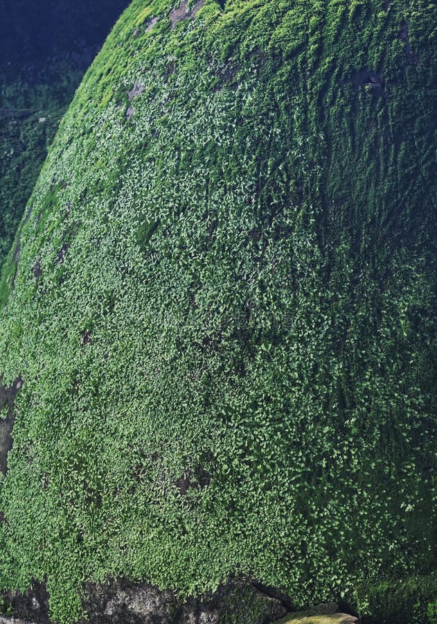 Green Moss on a Build Structure Stock Image - Image of agriculture ...