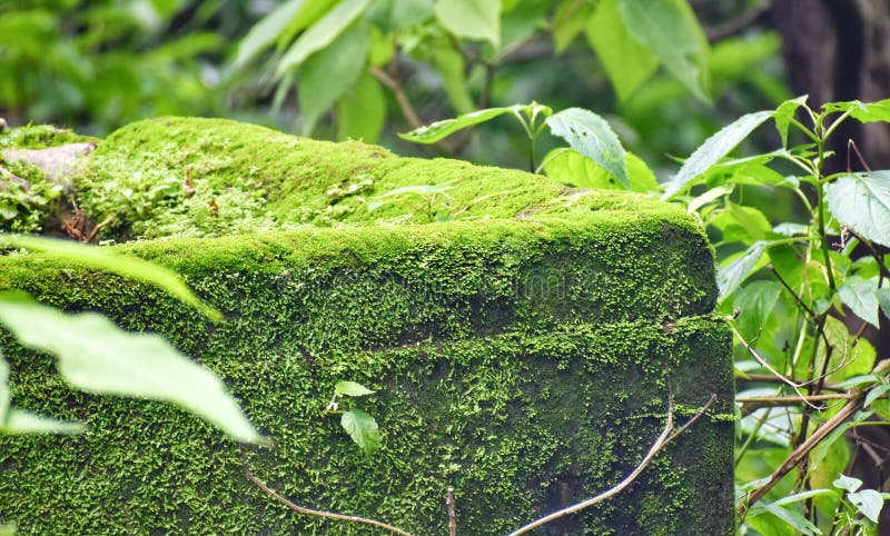 Green Moss on a Build Structure Stock Image - Image of wild, growth ...