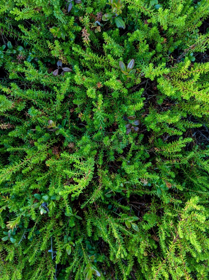 Green Moss Carpet for Desktop Screensaver Stock Image - Image of green ...