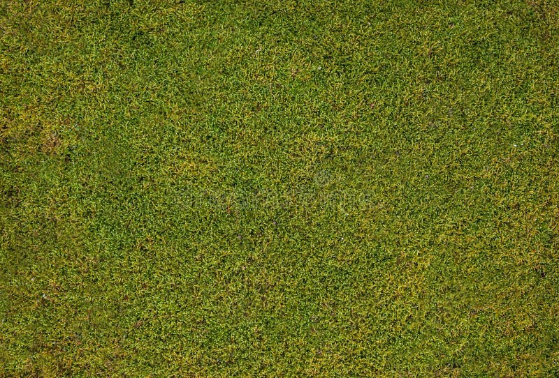 Green Moss Close Up Background or Texture Stock Image - Image of plant ...