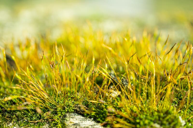 Green moss stock photo. Image of outdoor, moss, closeup - 38423158