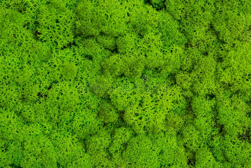 Green Moss Close Up, Mossy Background, Mossy Texture Stock Image ...